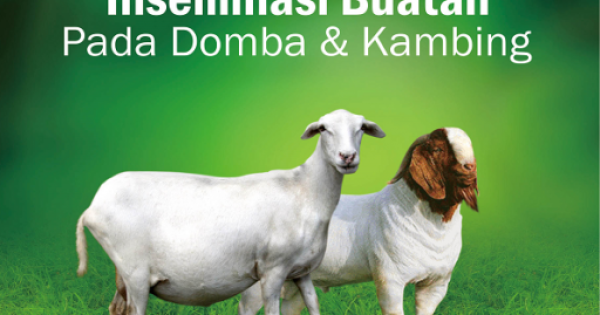 Bioteknologi Inseminasi Buatan pada Domba dan Kambing