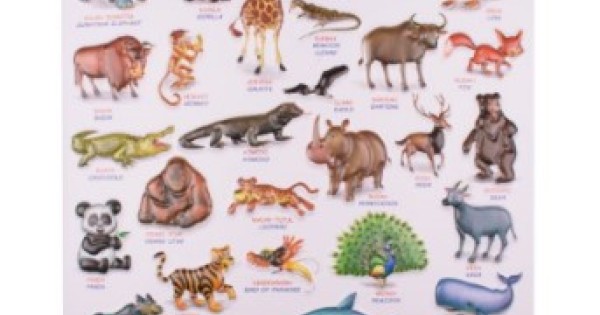 Poster Peraga Pendidikan Hewan Liar (Gambar Timbul)